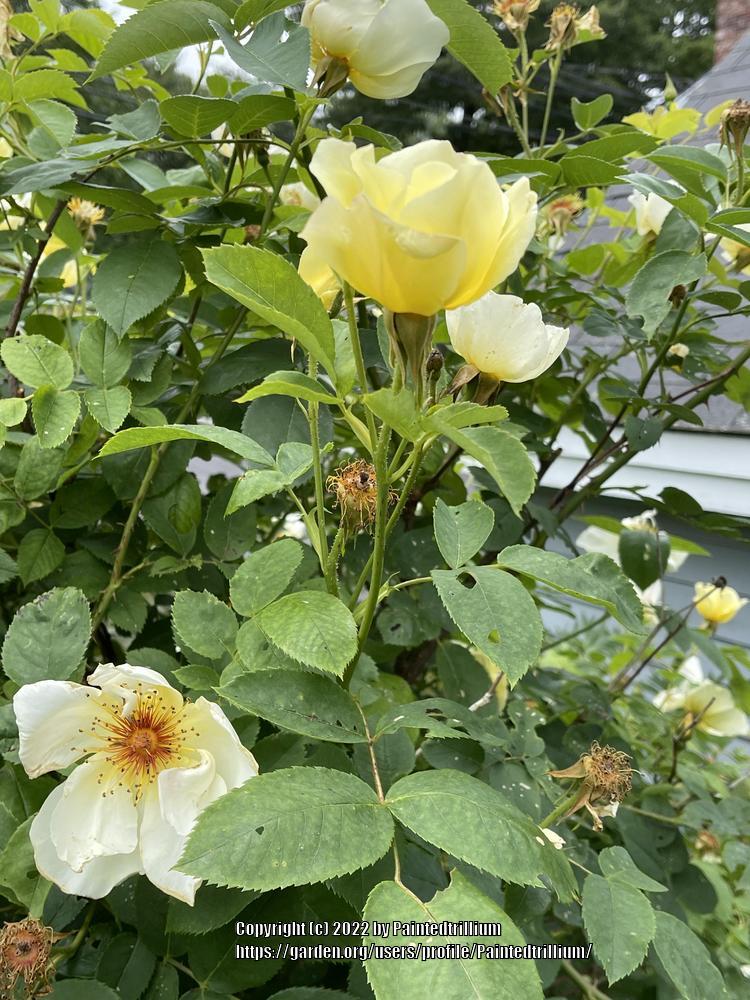Photo of the bloom of Rose (Rosa 'Mermaid') posted by Paintedtrillium ...