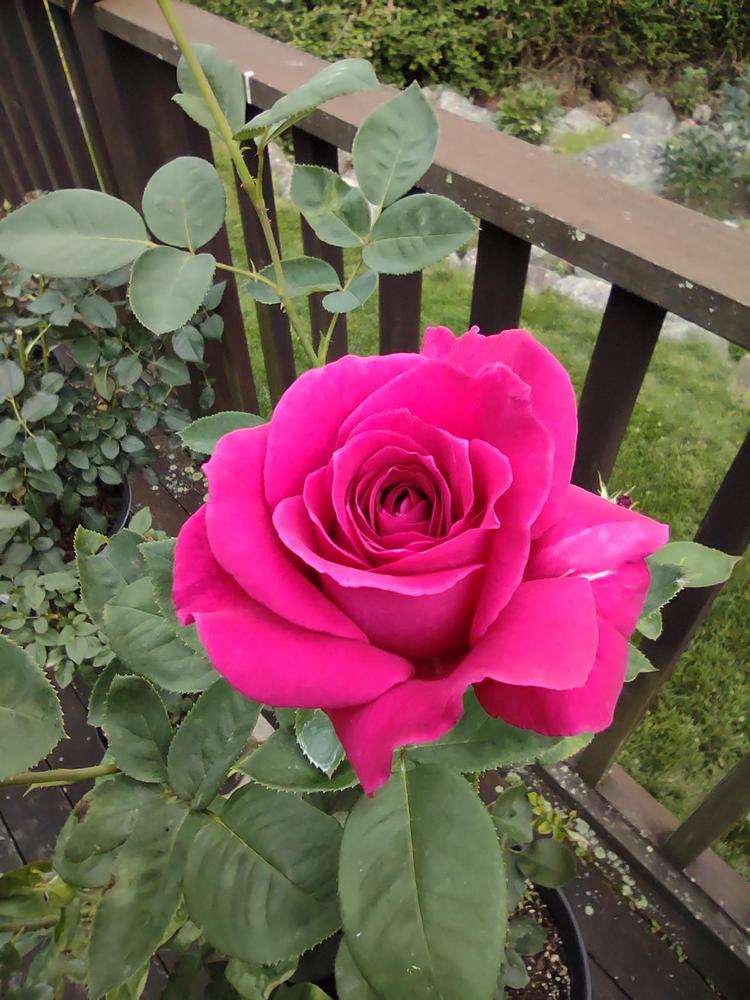 Photo of the bloom of Rose (Rosa 'Stephens' Big Purple') posted by ...