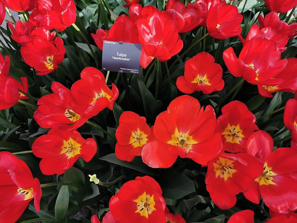Photo of the bloom of Tulip (Tulipa 'Heartbreaker') posted by ...