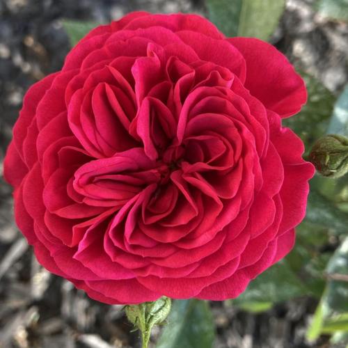 Rose (Rosa 'Braveheart') in the Roses Database - Garden.org