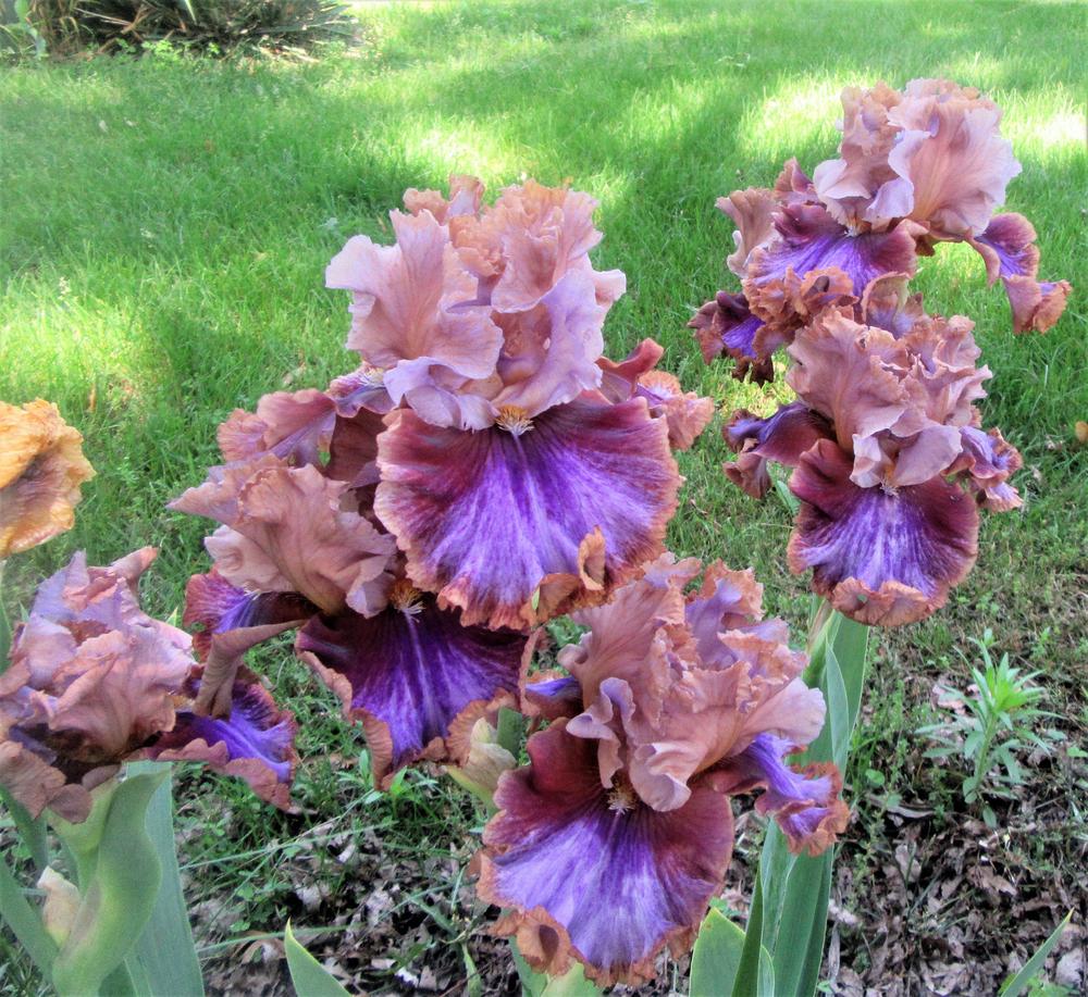 Photo of the entire plant of Tall Bearded Iris (Iris 'Panjandrum') posted by tveguy3 - Garden.org