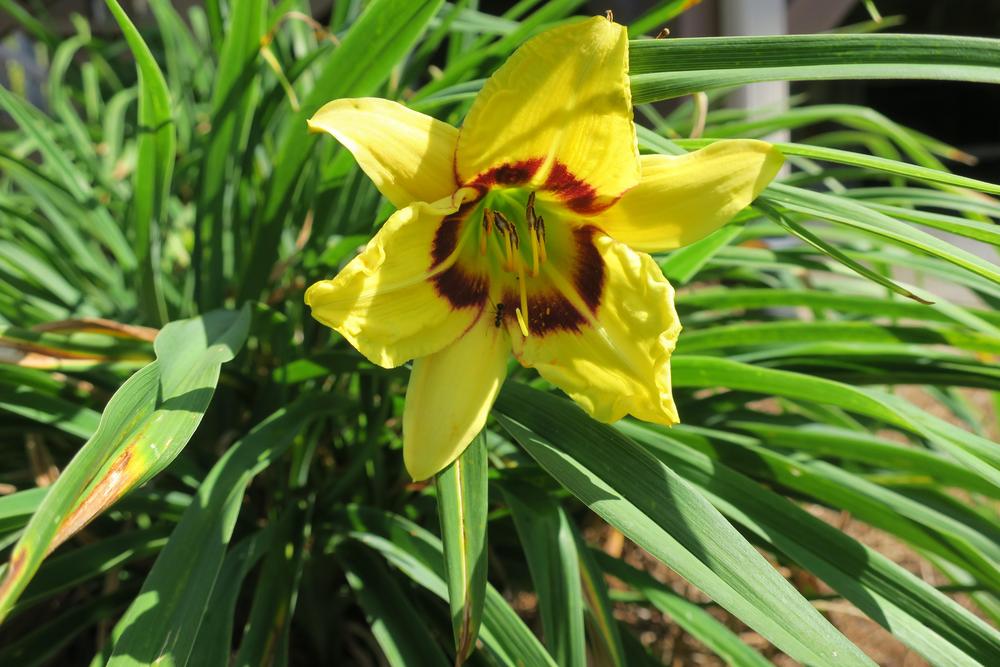 Photo of the bloom of Daylily (Hemerocallis 'Jane Angus') posted by ...