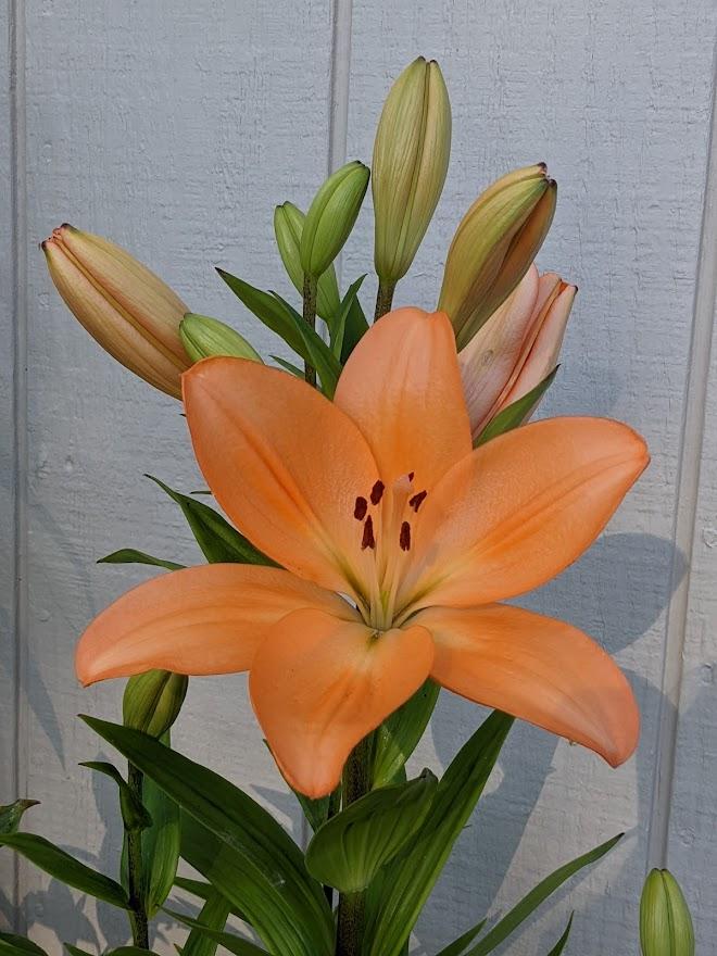 Photo of the bloom of Lily (Lilium 'Menton [Div VIII]') posted by Joy ...