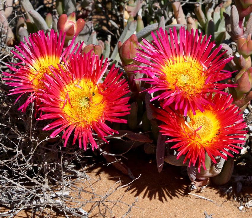 Ostrich Ice Plant (Jordaaniella spongiosa) - Garden.org