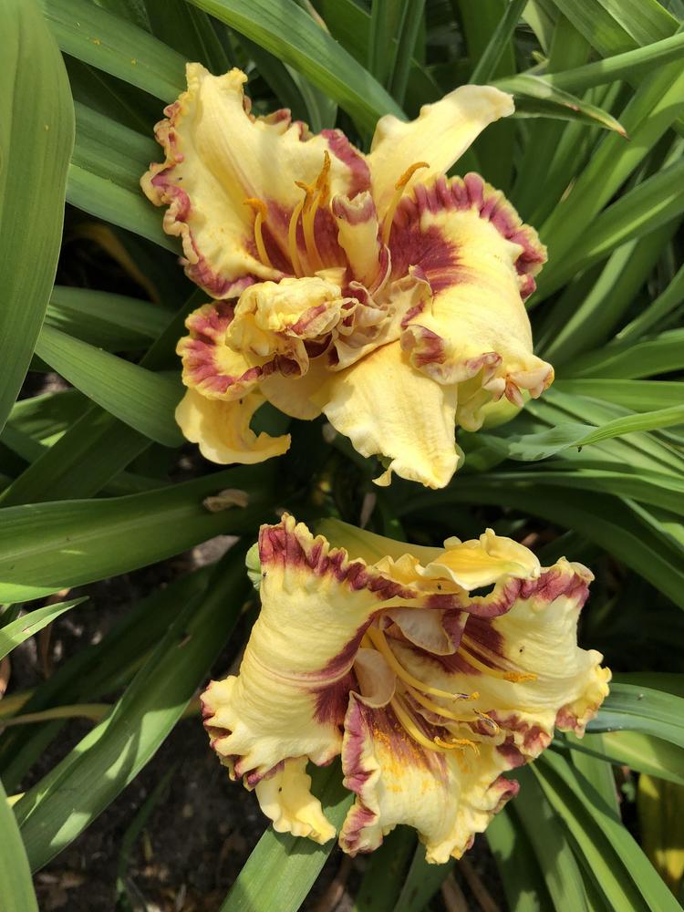 Daylily (Hemerocallis 'Raspberry Ripple Sundae') in the Daylilies ...