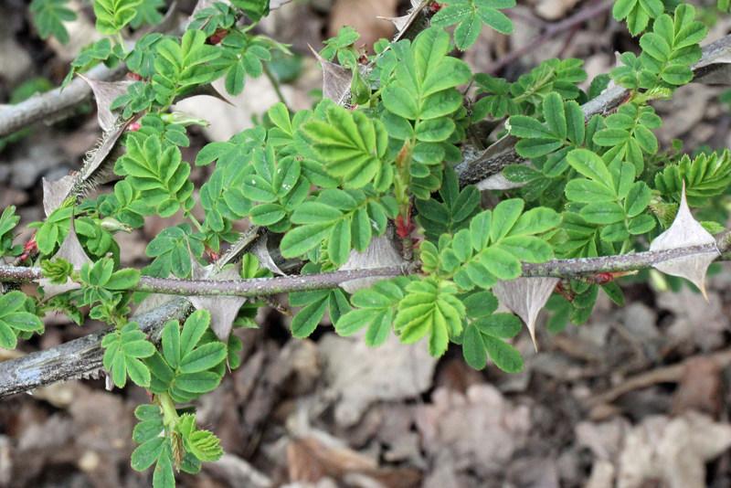 Photo of the leaves of Wingthorn Rose (Rosa omeiensis) posted by ...