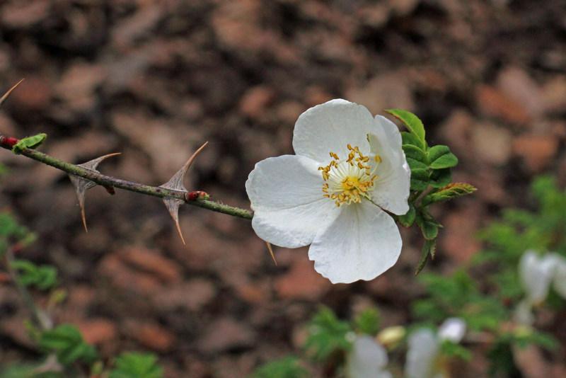 Photo of the bloom of Wingthorn Rose (Rosa omeiensis) posted by ...