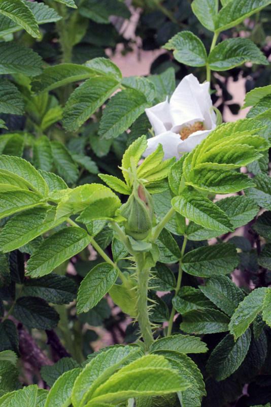 Photo of the thorns, spines, prickles or teeth of Rose (Rosa rugosa ...