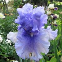 Tall Bearded Iris (Iris 'Raging Tide') in the Irises Database - Garden.org