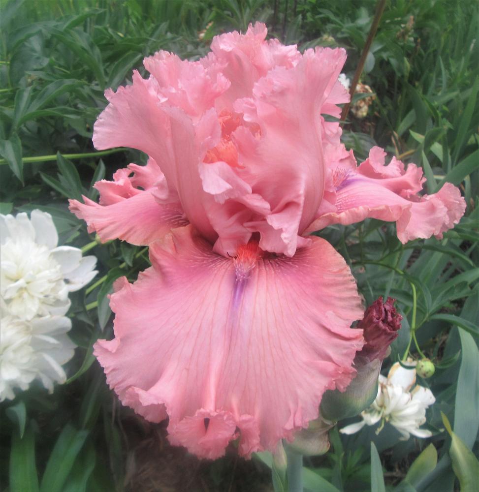 Tall Bearded Iris (Iris 'Star Turn') in the Irises Database - Garden.org