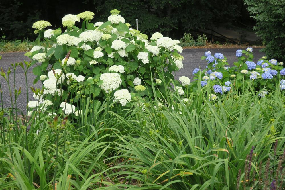 Photo of the entire plant of Smooth Hydrangea (Hydrangea arborescens ...