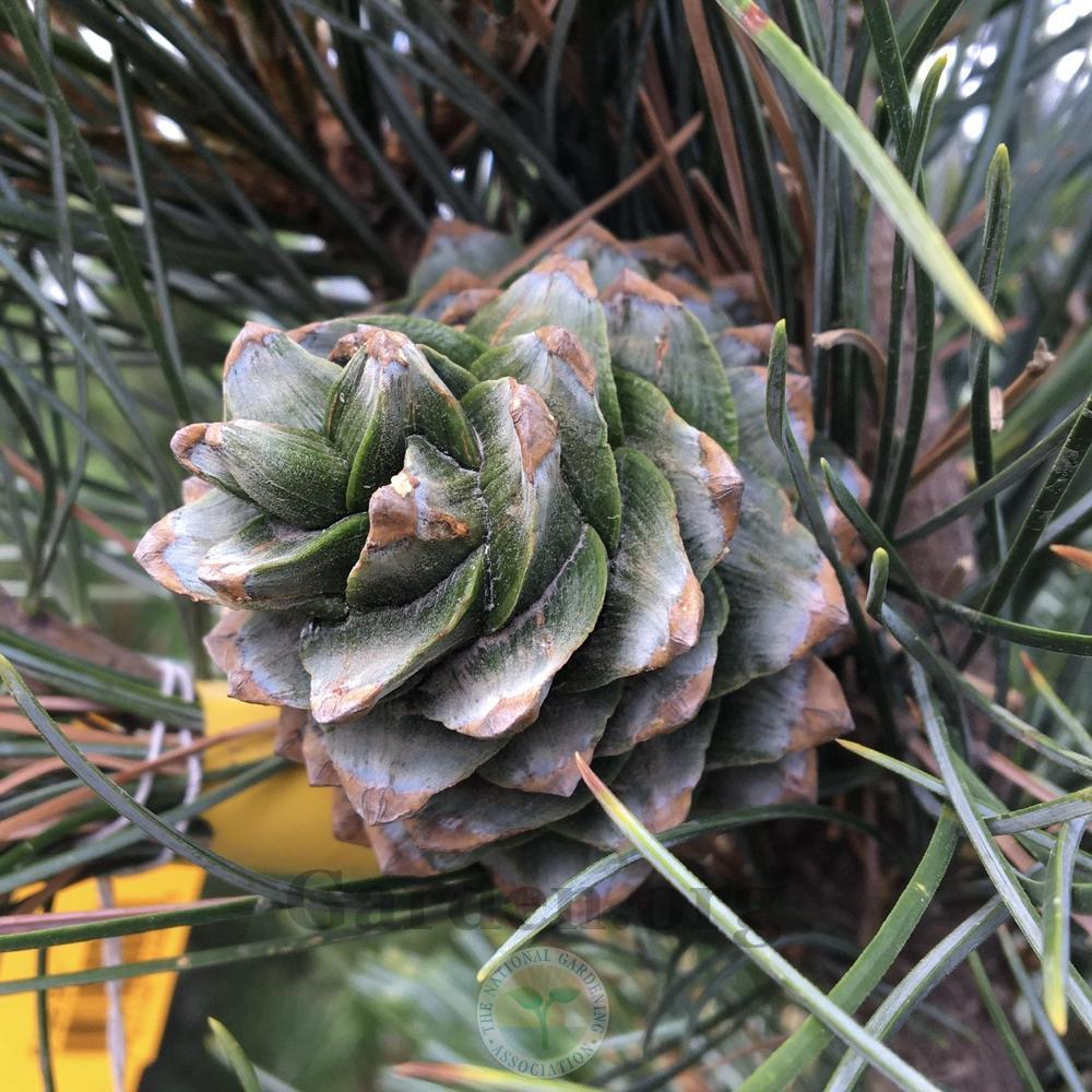 Korean Pine (Pinus koraiensis 'Jack Corbit') - Garden.org