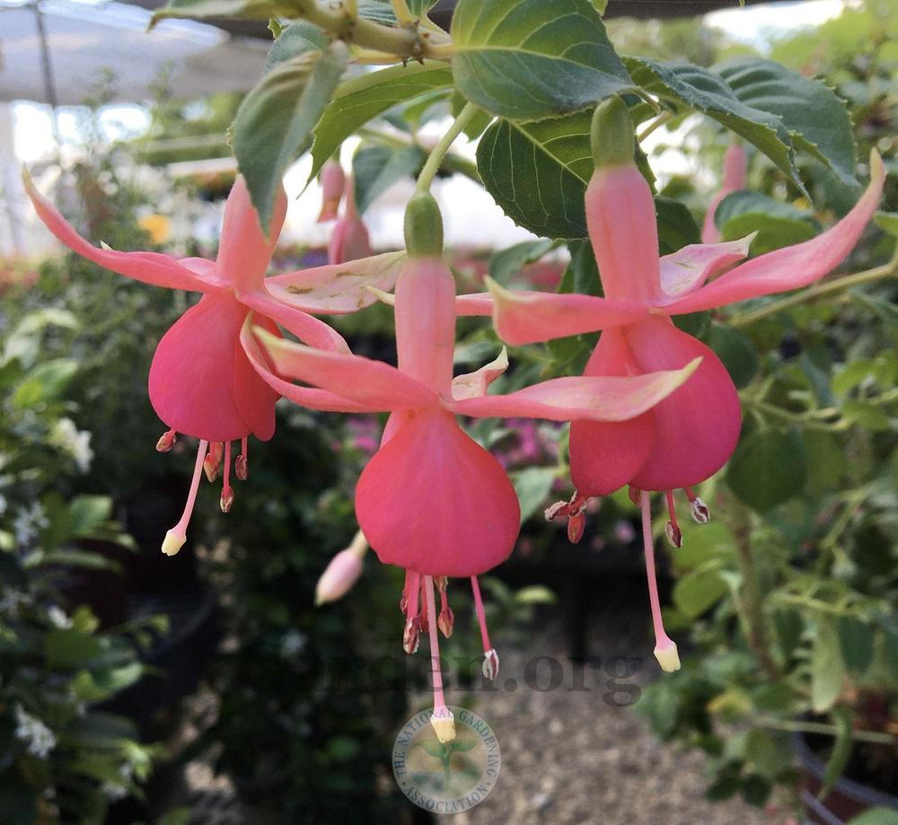 Fuchsia 'Barbara' in the Fuchsias Database - Garden.org