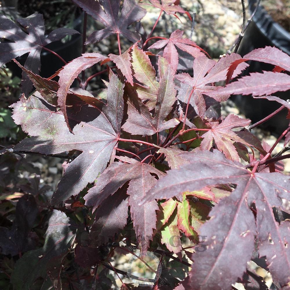 Photo of the leaves of Japanese Maple (Acer palmatum 'Adrian's Compact ...