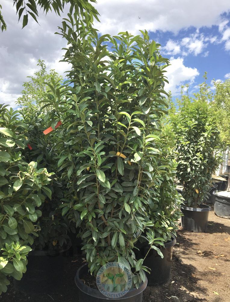English Laurel (Prunus laurocerasus Genolia®) - Garden.org
