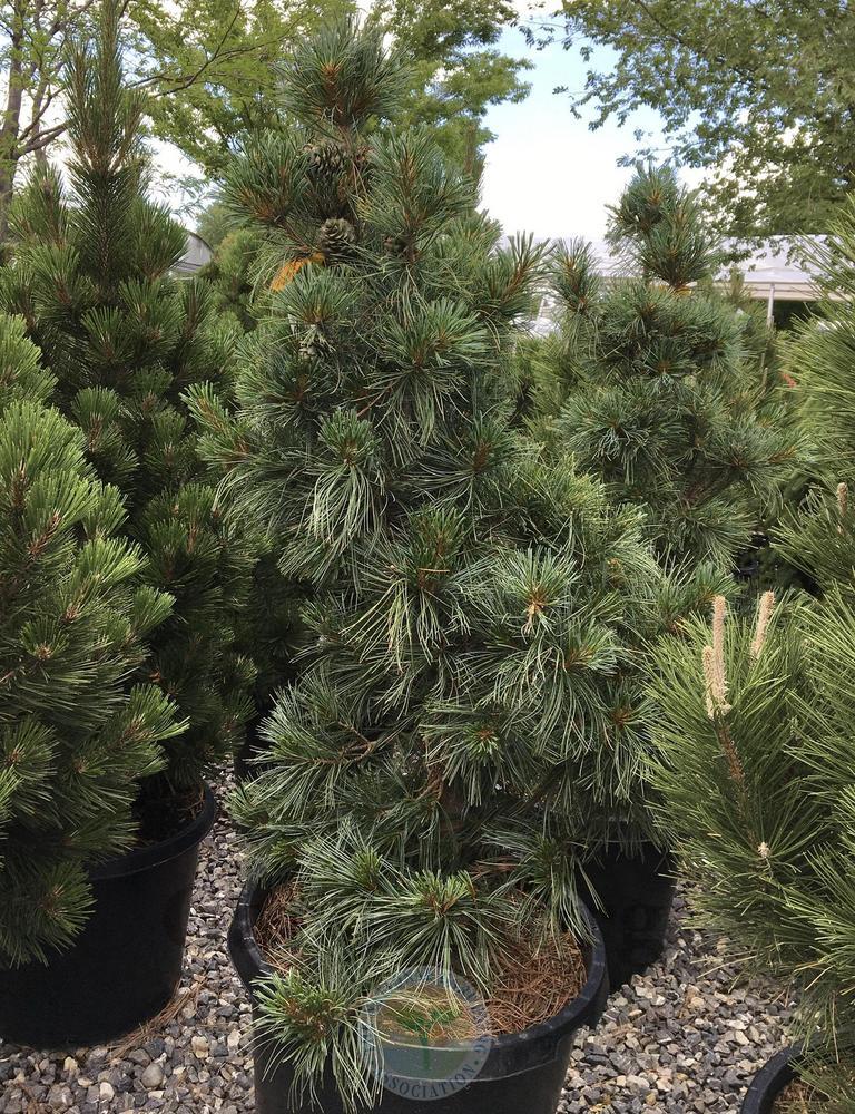 Photo of the entire plant of Korean Pine (Pinus koraiensis 'Jack Corbit ...