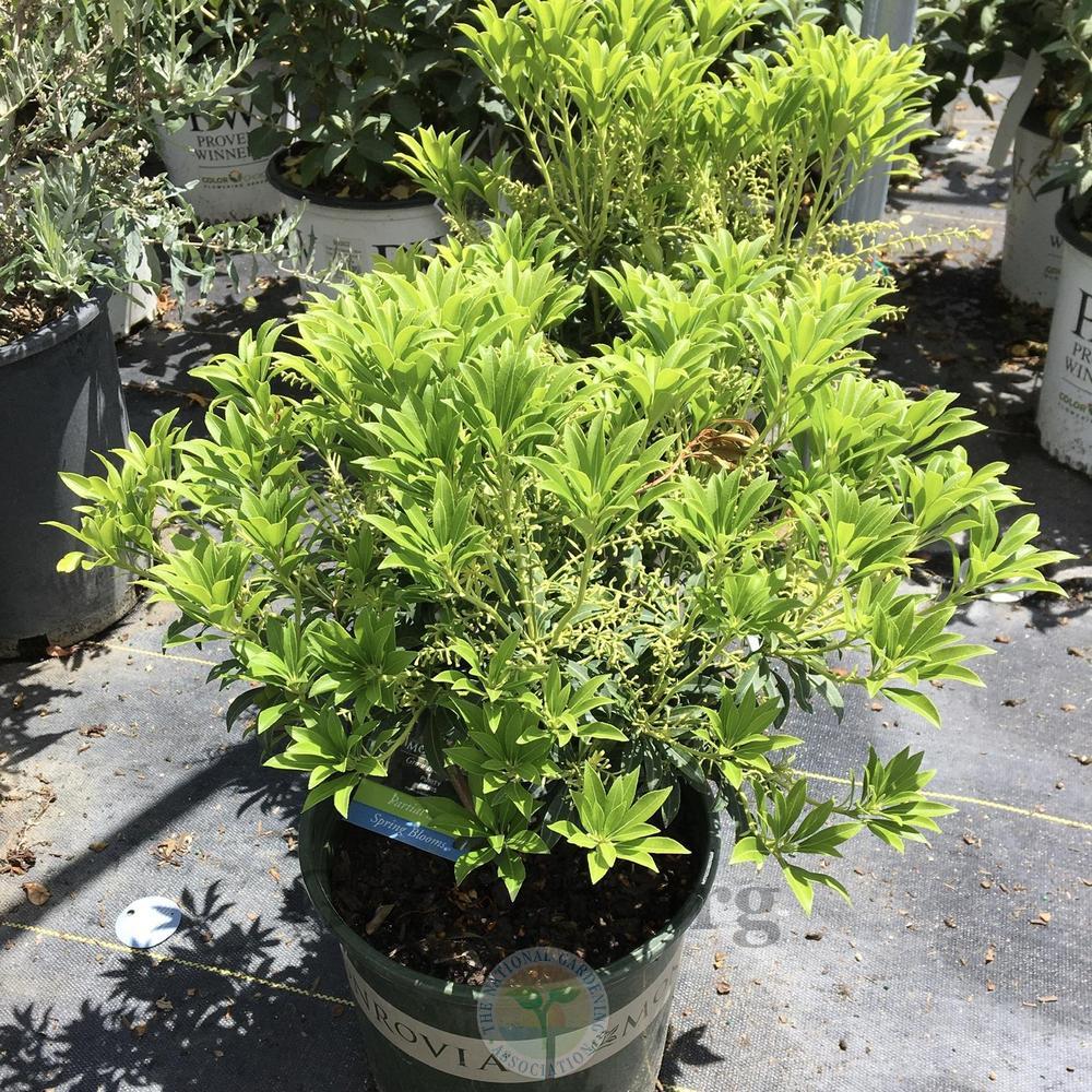Photo of the entire plant of Japanese Andromeda (Pieris japonica ...