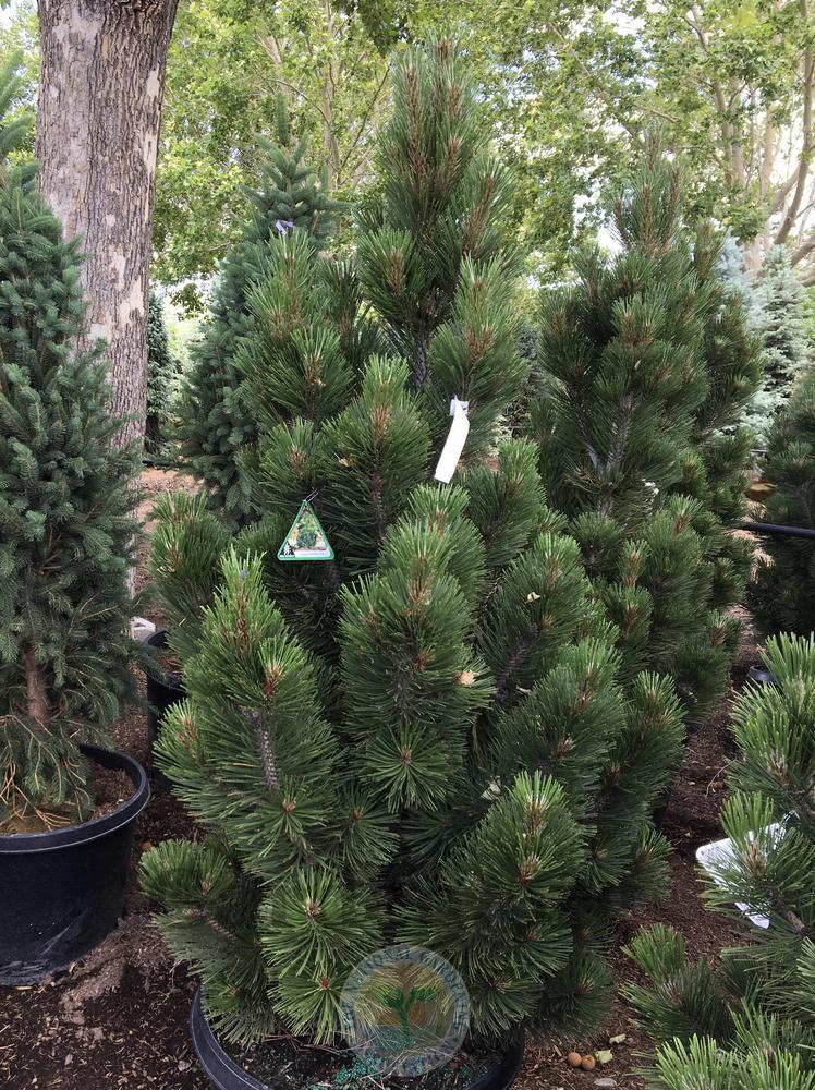 Bosnian Pine (Pinus heldreichii 'Compact Gem') - Garden.org