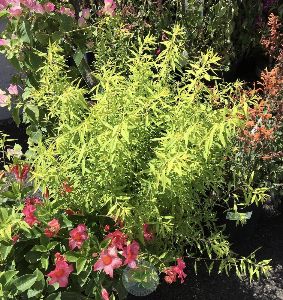 Photo of the leaves of Spirea (Spiraea thunbergii Mellow Yellow ...