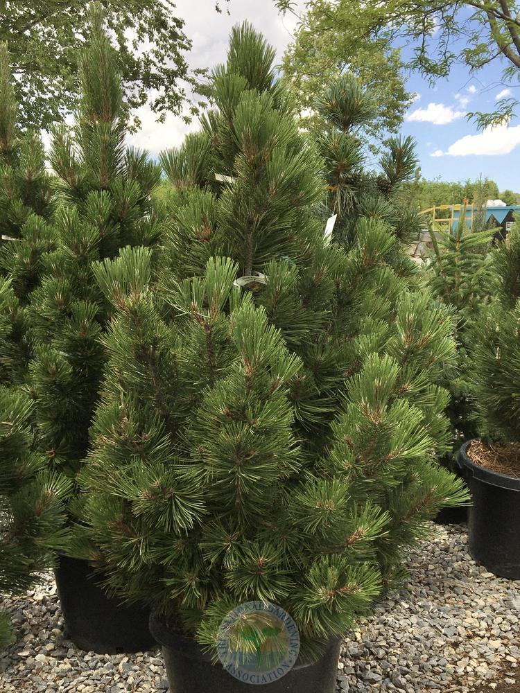 Bosnian Pine (Pinus heldreichii 'Mint Truffle') - Garden.org