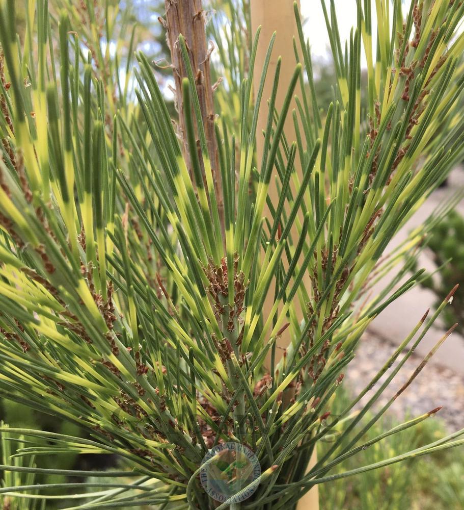 Photo of the emerging growth of Japanese Red Pine (Pinus densiflora ...