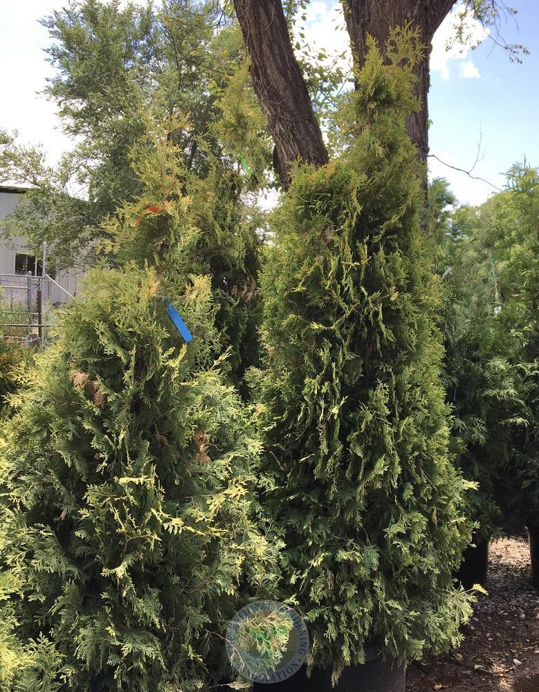 Photo of the entire plant of American Arborvitae (Thuja occidentalis ...