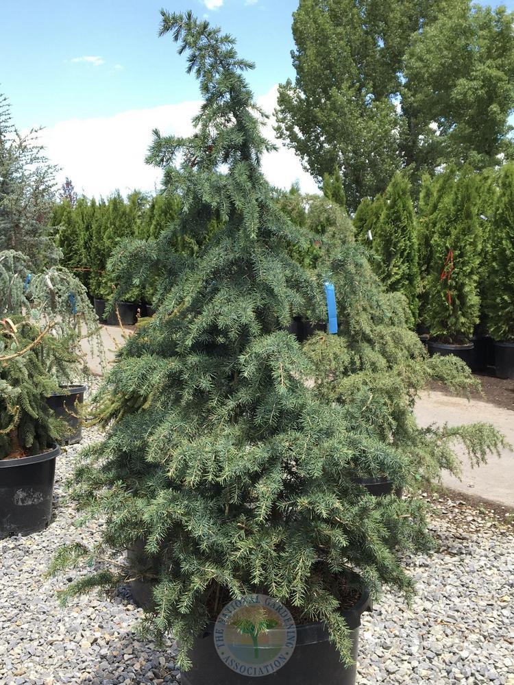 Cedrus deodara 'Divinely Blue' - Garden.org