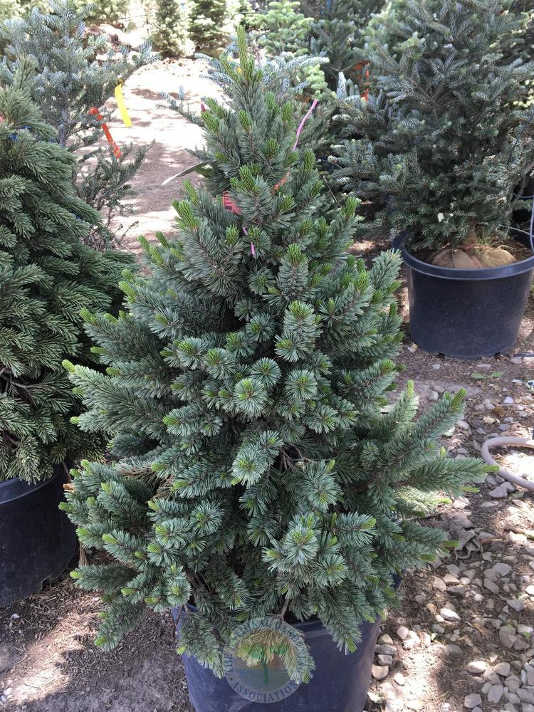 Great Basin Bristlecone Pine (Pinus longaeva 'Sherwood Compact ...