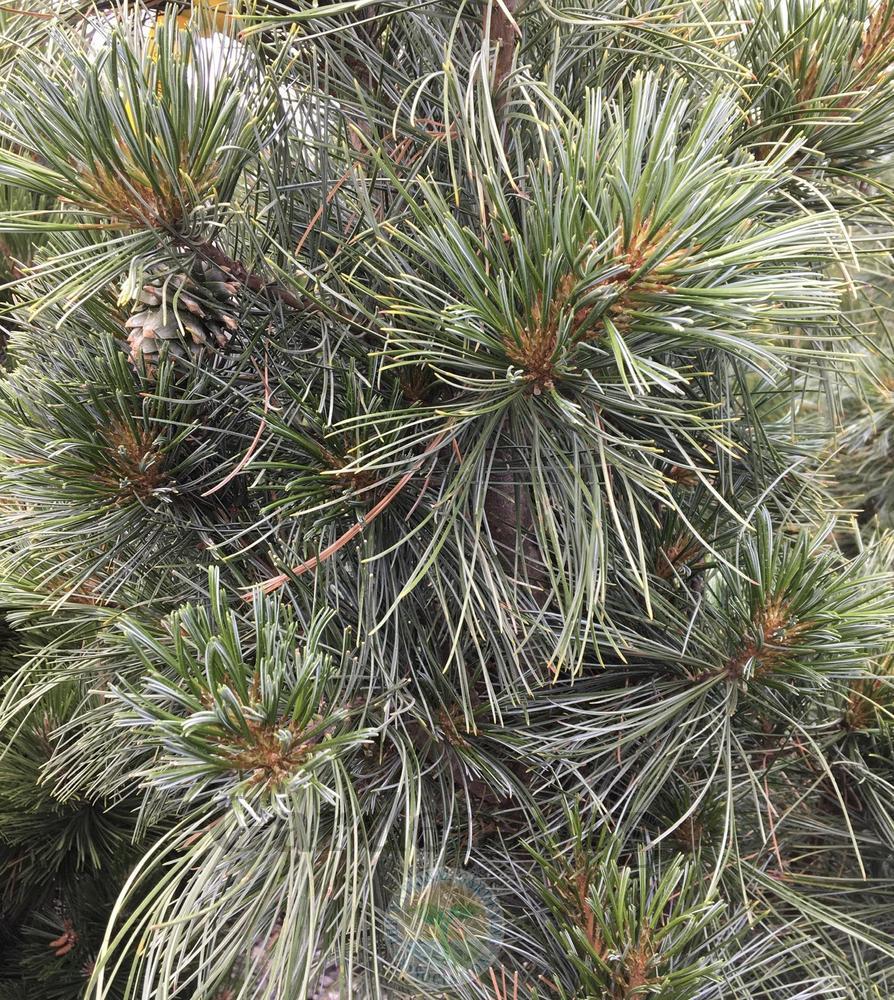 Photo of the leaves of Korean Pine (Pinus koraiensis 'Jack Corbit') posted by BlueOddish ...