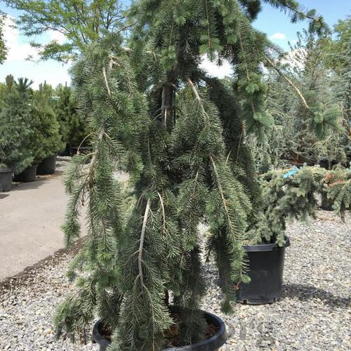 Weeping Douglas Fir (Pseudotsuga menziesii 'Graceful Grace') - Garden.org