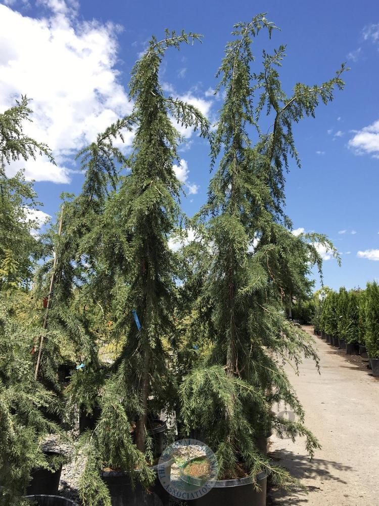 Deodar Cedar (Cedrus deodara 'Kashmir') - Garden.org