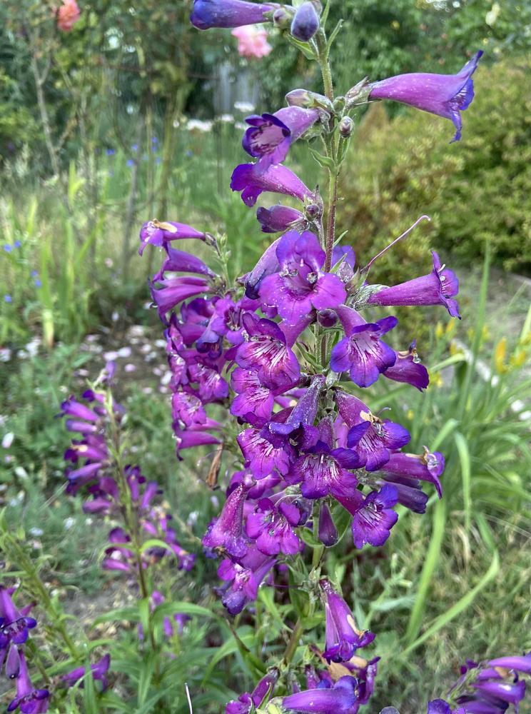 Border Penstemon (Penstemon 'Midnight') in the Penstemons Database ...