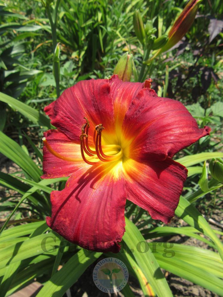 Daylily (Hemerocallis 'Antique Ruby') in the Daylilies Database - Garden.org