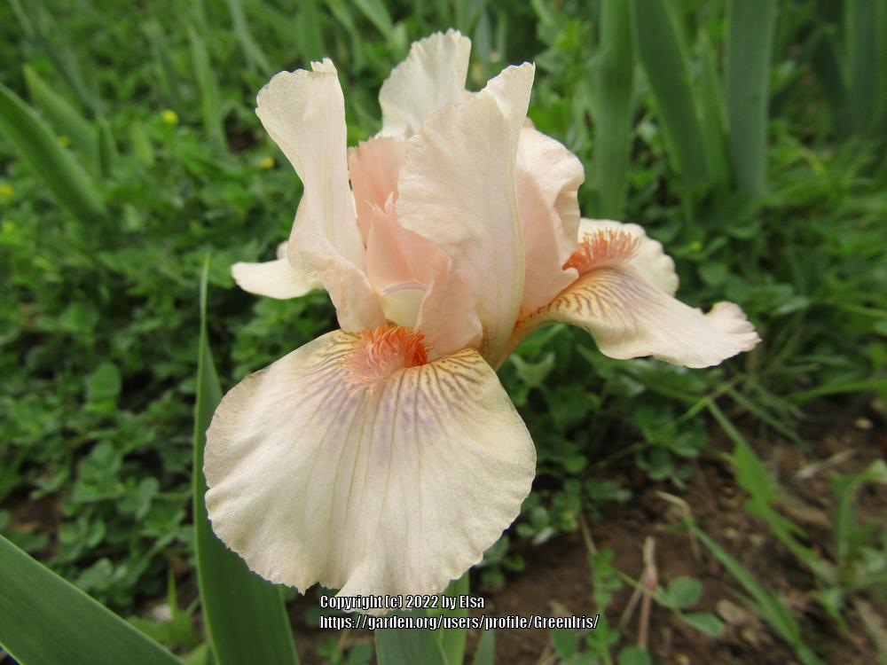 Photo of the bloom of Standard Dwarf Bearded Iris (Iris 'Web of Desire ...