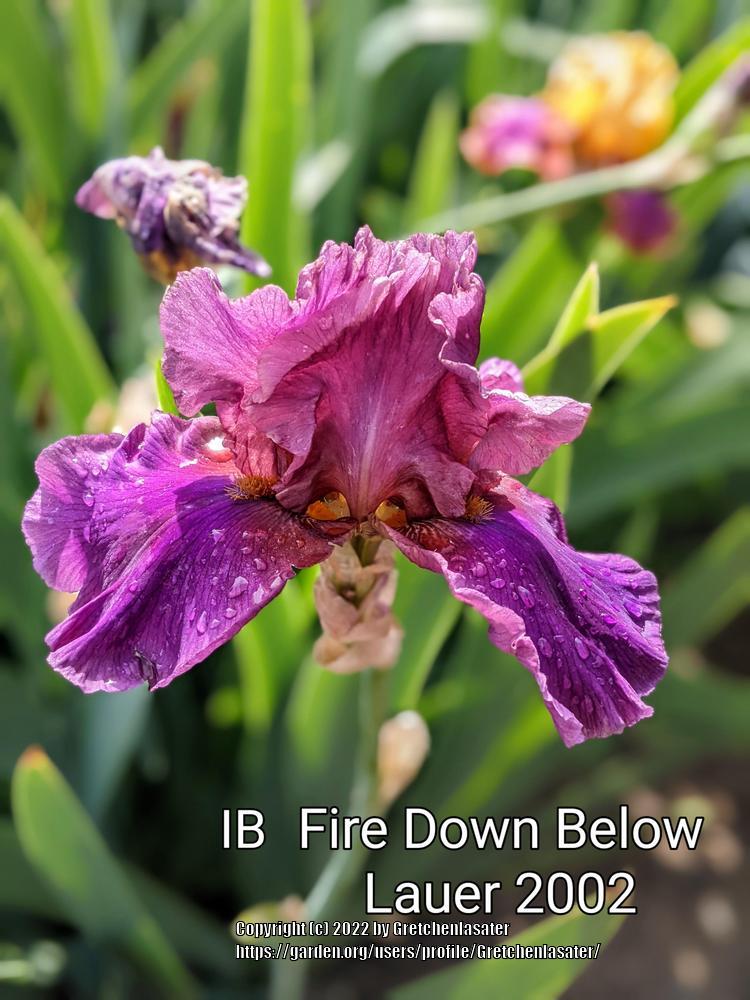 Photo of the bloom of Intermediate Bearded Iris (Iris 'Fire Down Below ...