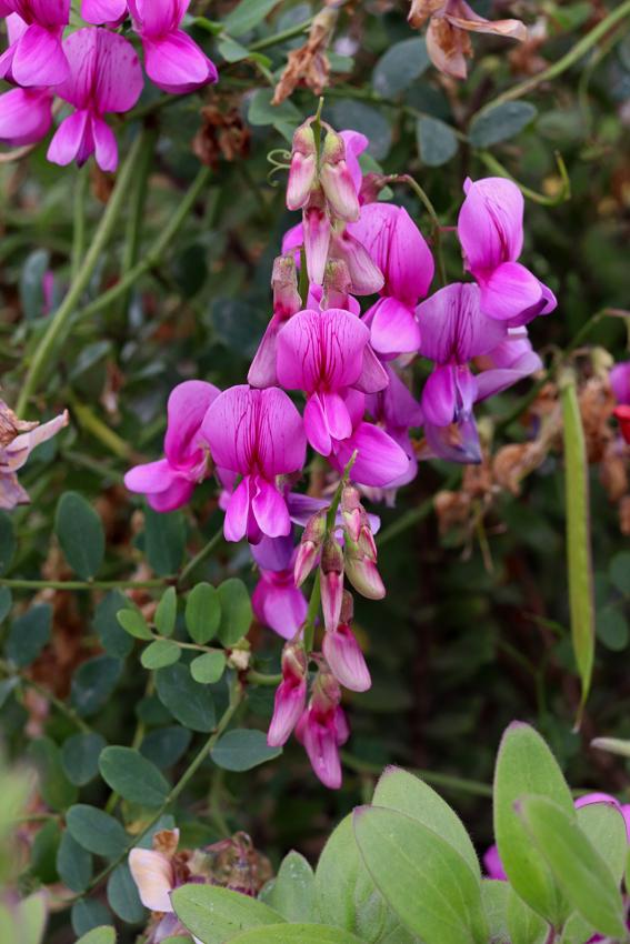 Photo of the entire plant of Pacific Pea (Lathyrus vestitus) posted by ...