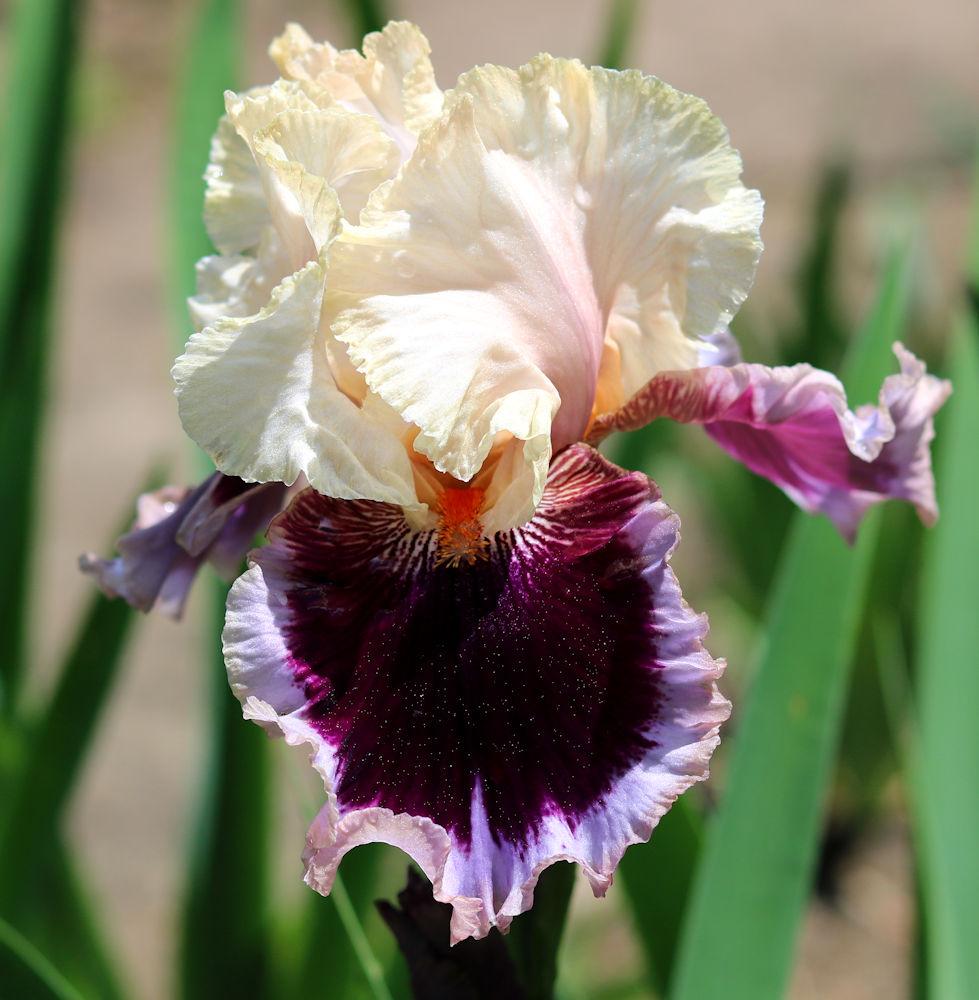 Photo of the bloom of Tall Bearded Iris (Iris 'Double Kick') posted by MShadow - Garden.org