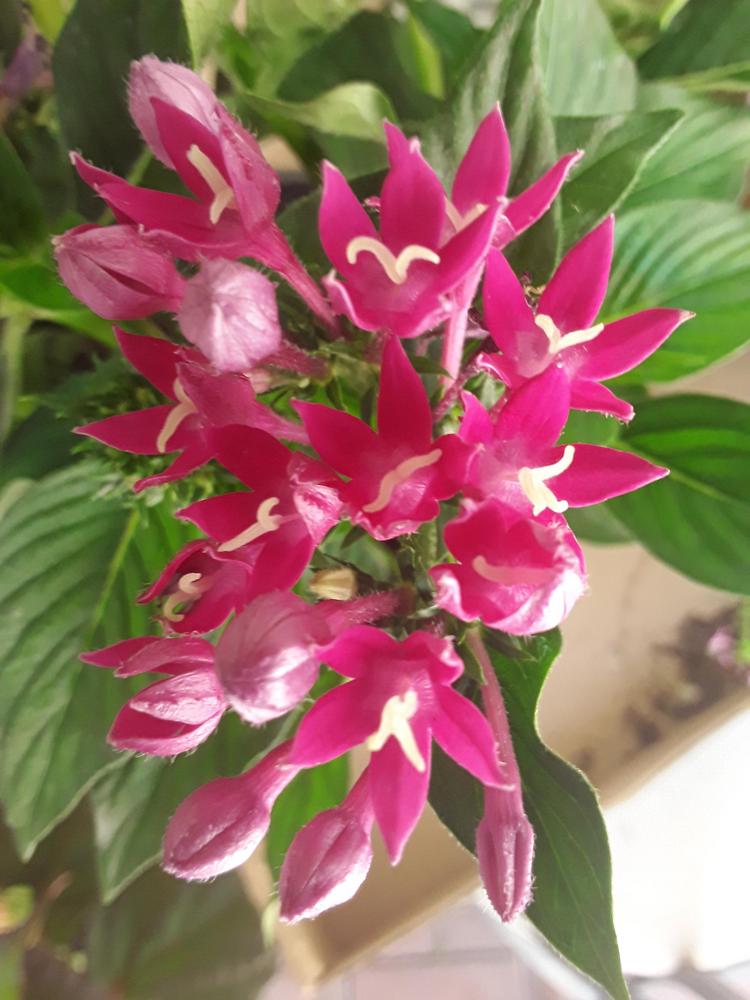 Photo of the bloom of Egyptian Star Cluster (Pentas lanceolata Sunstar ...