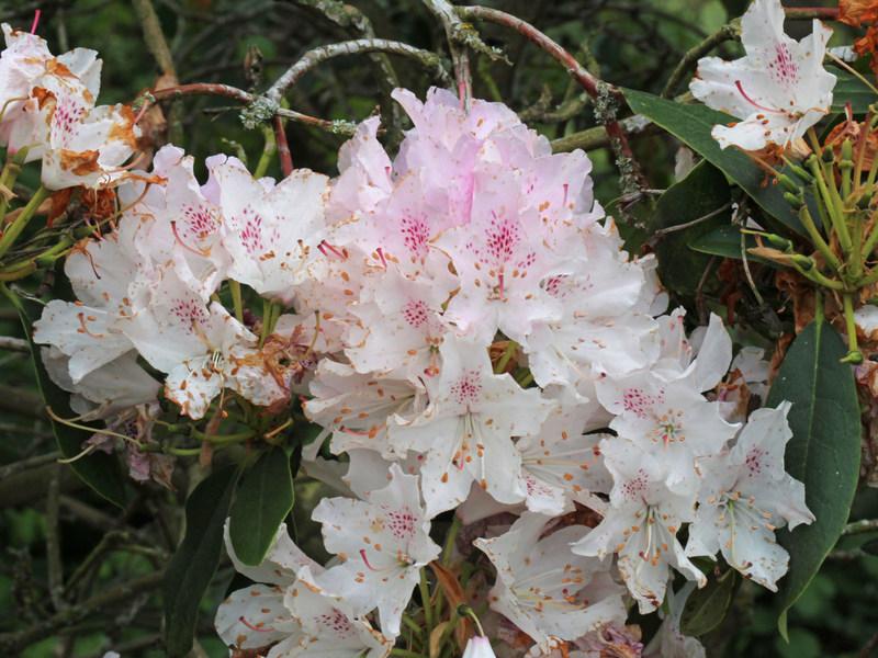 Rhododendron 'Cheer' in the Rhododendrons Database - Garden.org