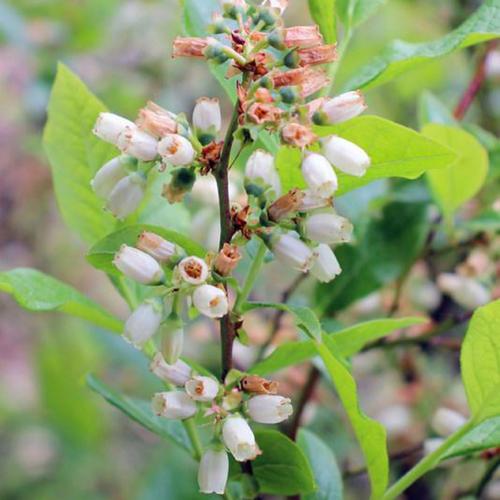 Blue Ridge Blueberry (Vaccinium pallidum) - Garden.org