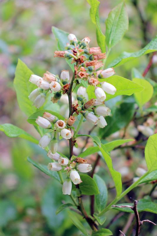 Blue Ridge Blueberry (Vaccinium pallidum) - Garden.org