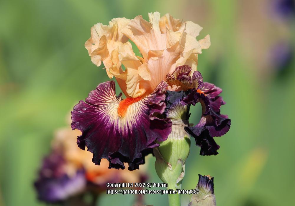 Tall Bearded Iris (Iris 'Tropical Mood') in the Irises Database ...