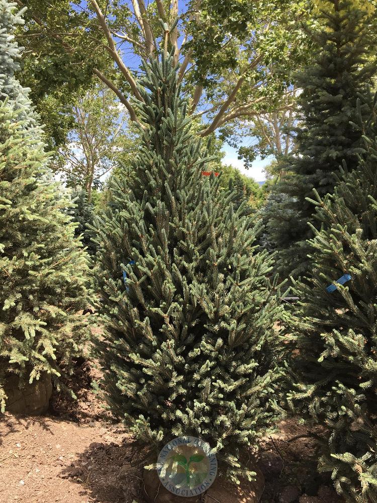White Spruce (Picea glauca 'Montrose Spire') in the Spruces Database ...