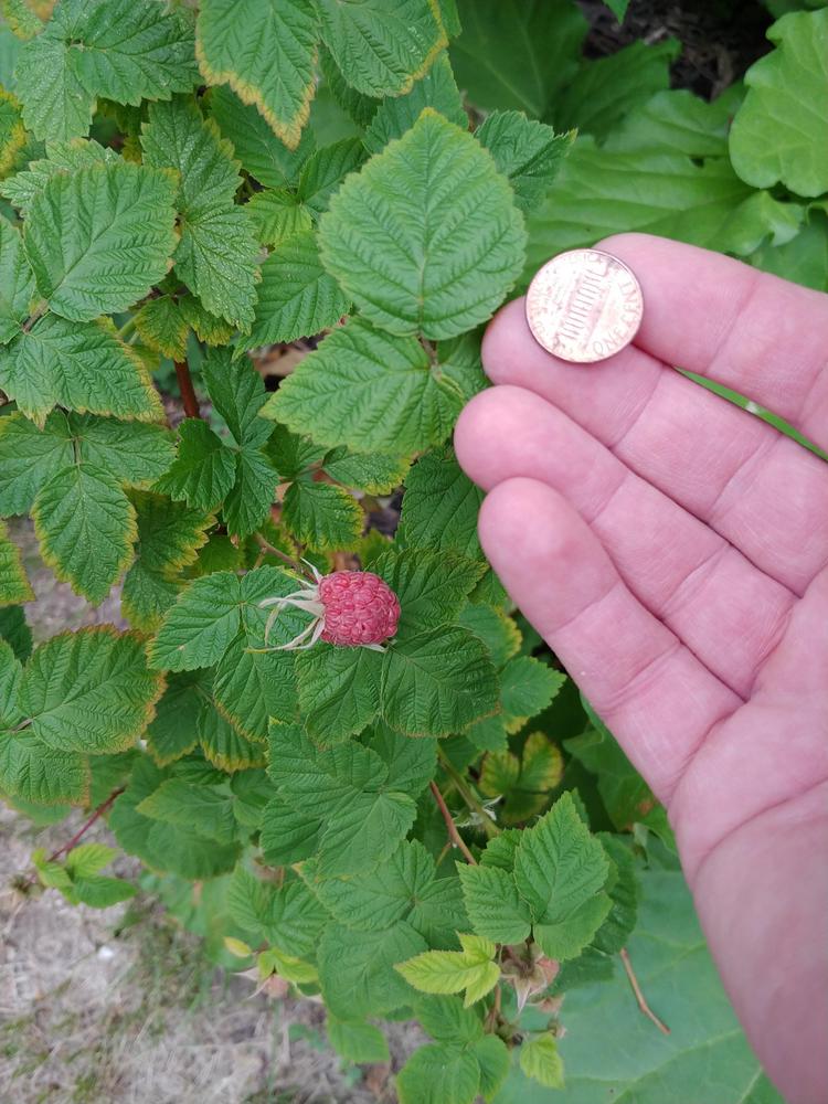 Raspberry plant ID in the Plant ID forum - Garden.org
