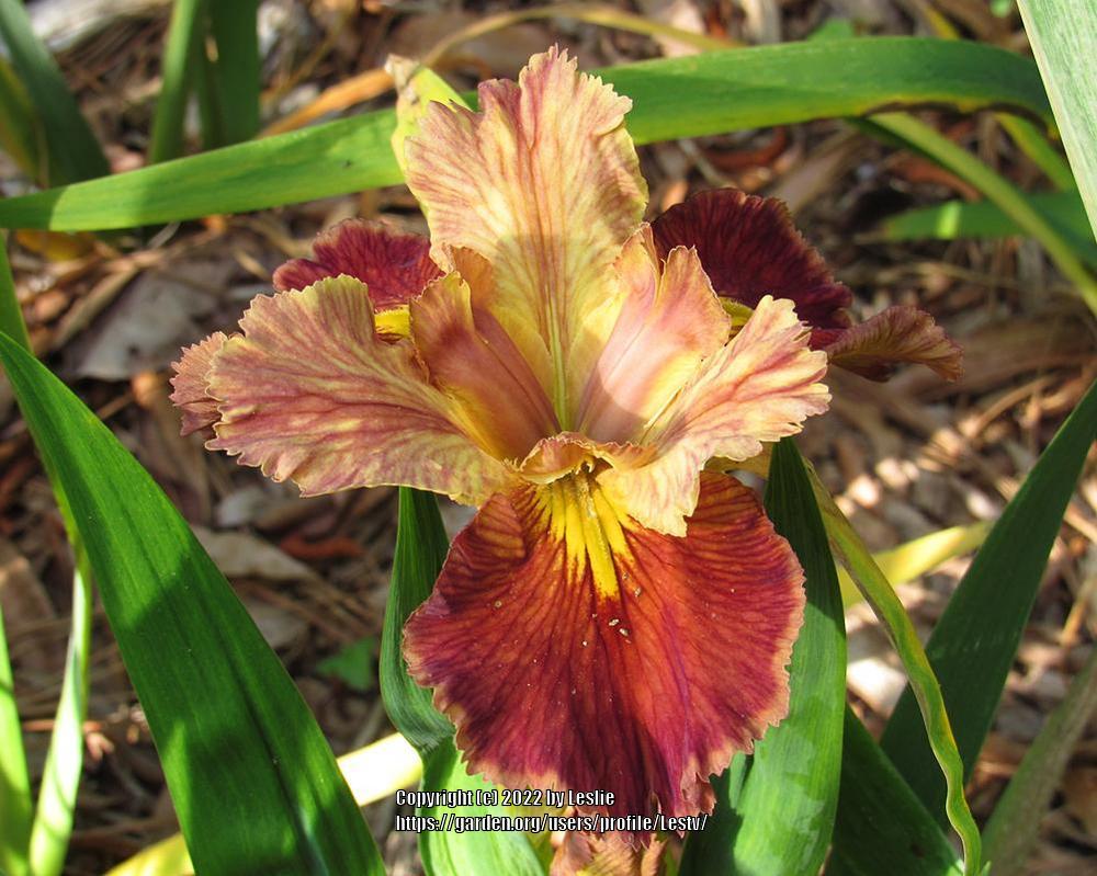 Photo of the bloom of Louisiana Iris (Iris 'Wizard of Aussie') posted ...