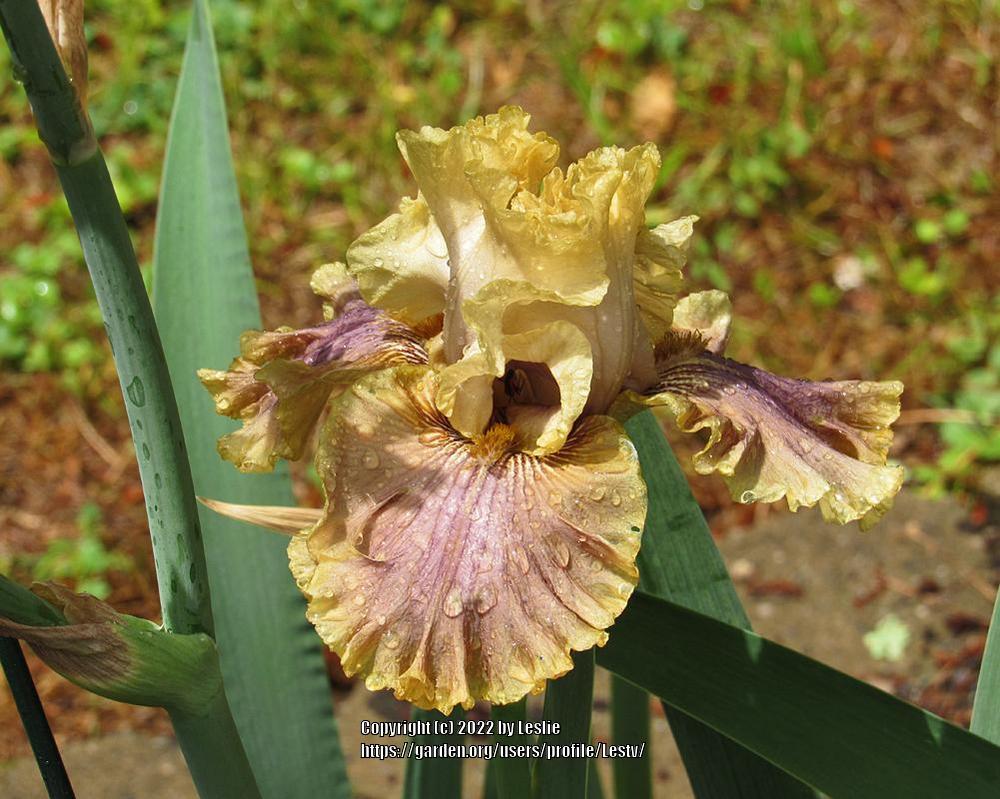 Photo of the bloom of Tall Bearded Iris (Iris 'Buckskin Ruffles ...