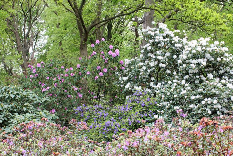 Photo of the entire plant of Rhododendron 'Bluebird' posted by ...