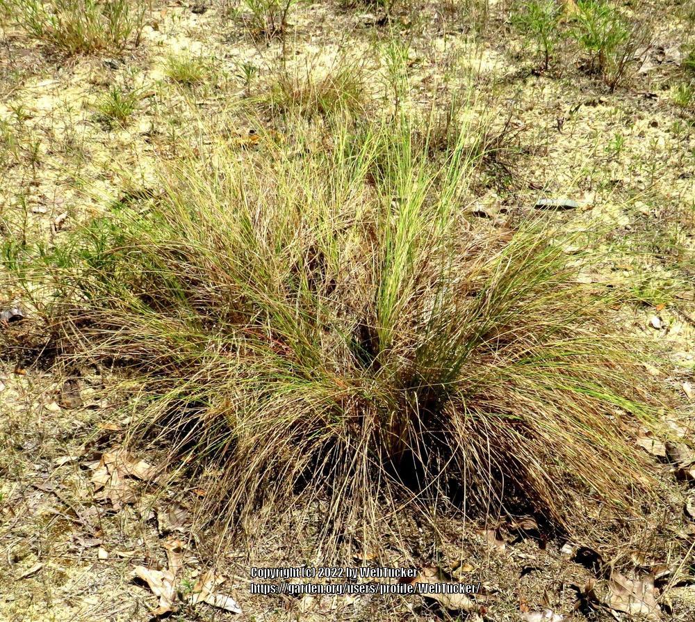 Photo of the entire plant of Wiregrass (Aristida stricta) posted by ...