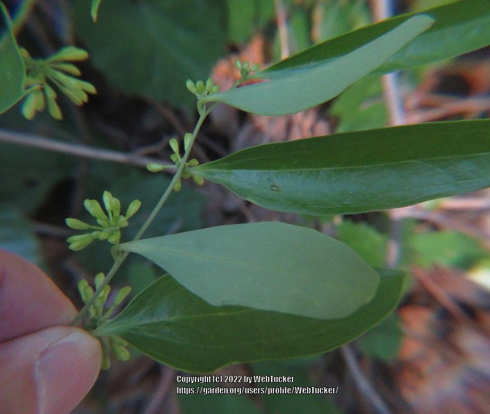 Photo of the leaves of Bamboo Vine (Smilax laurifolia) posted by ...