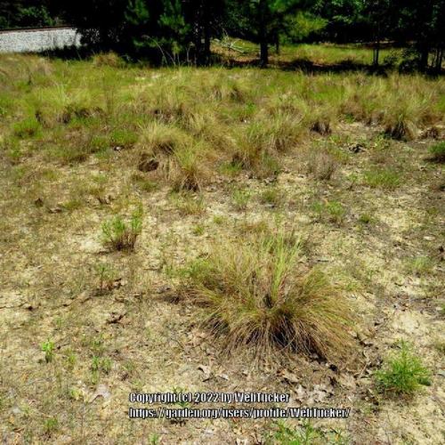 Wiregrass (Aristida stricta) - Garden.org